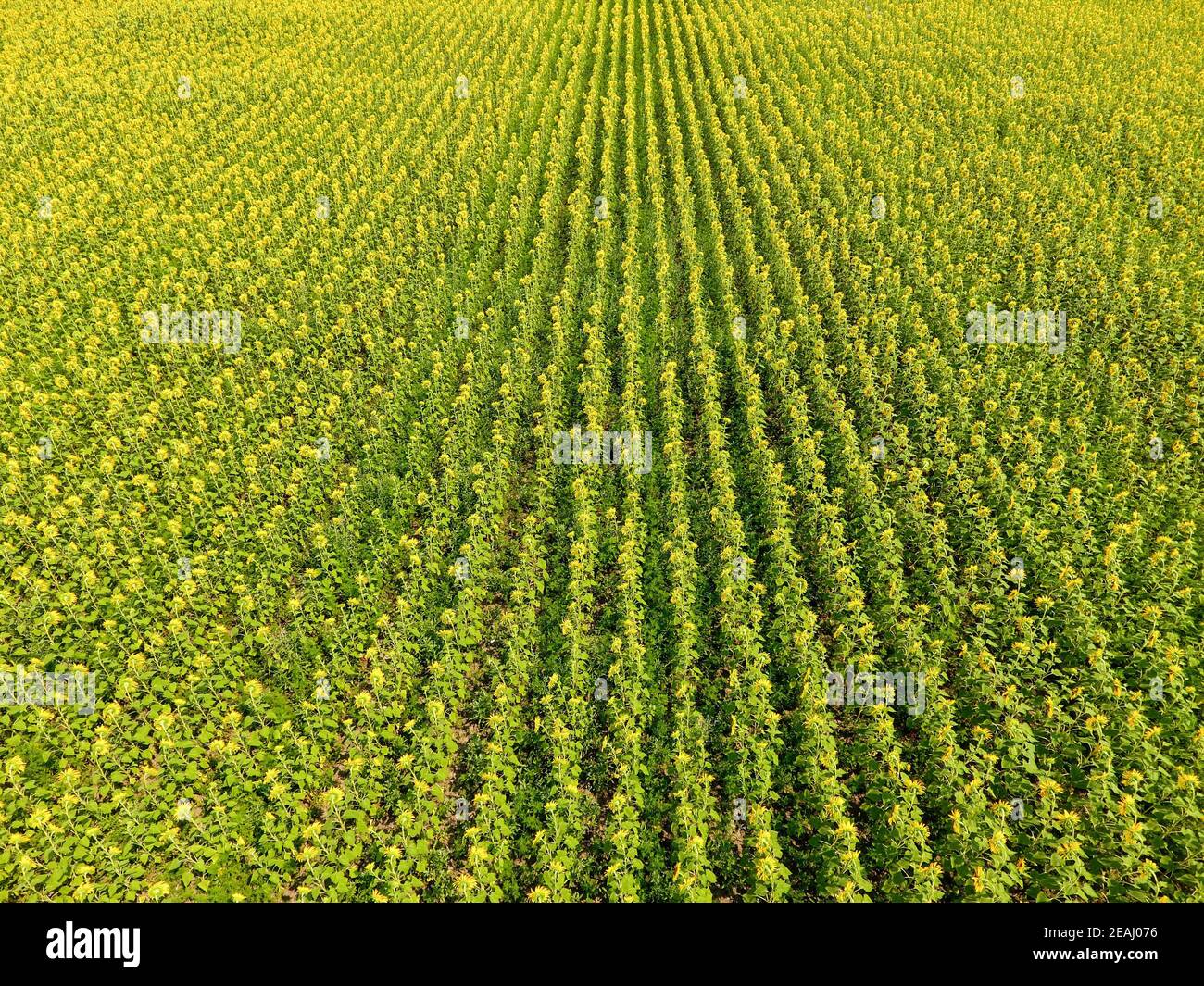 Aerial view of agricultural fields flowering oilseed. Field of ...