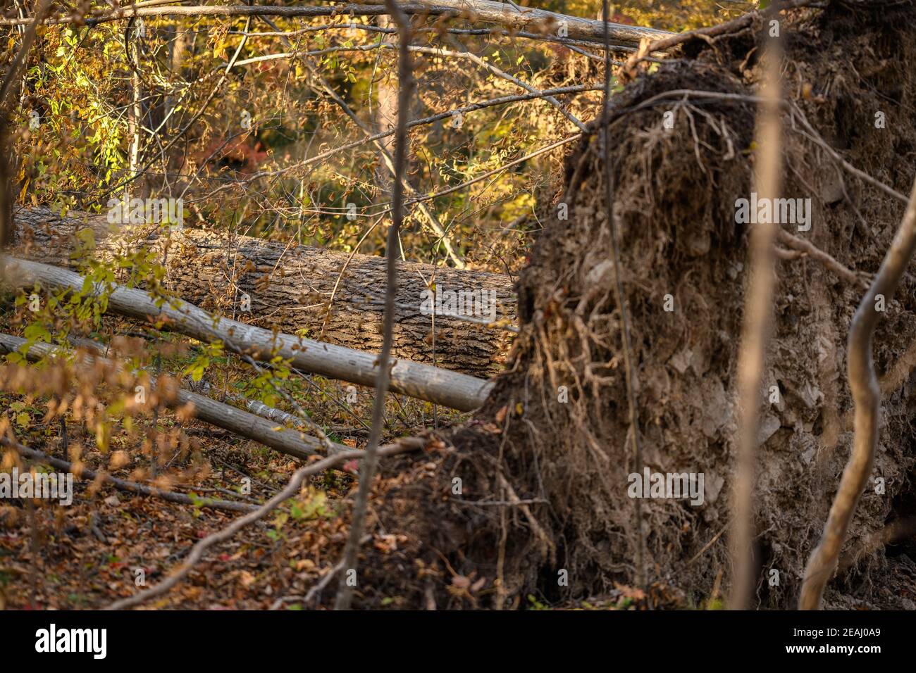Broken Off Branches High Resolution Stock Photography and Images - Alamy