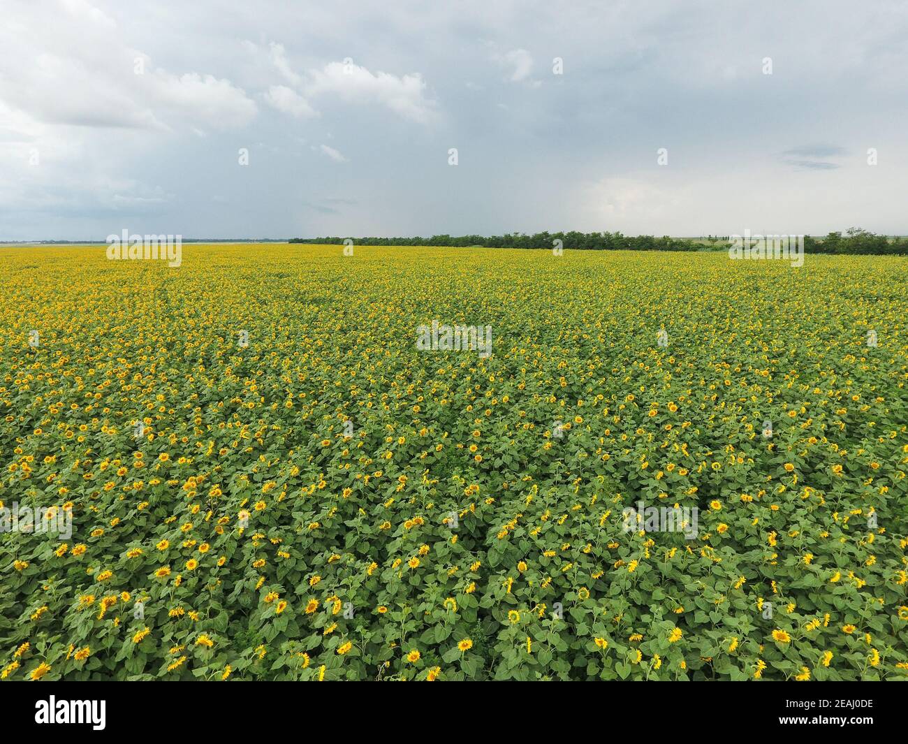 Field of sunflowers. Top view Stock Photo - Alamy
