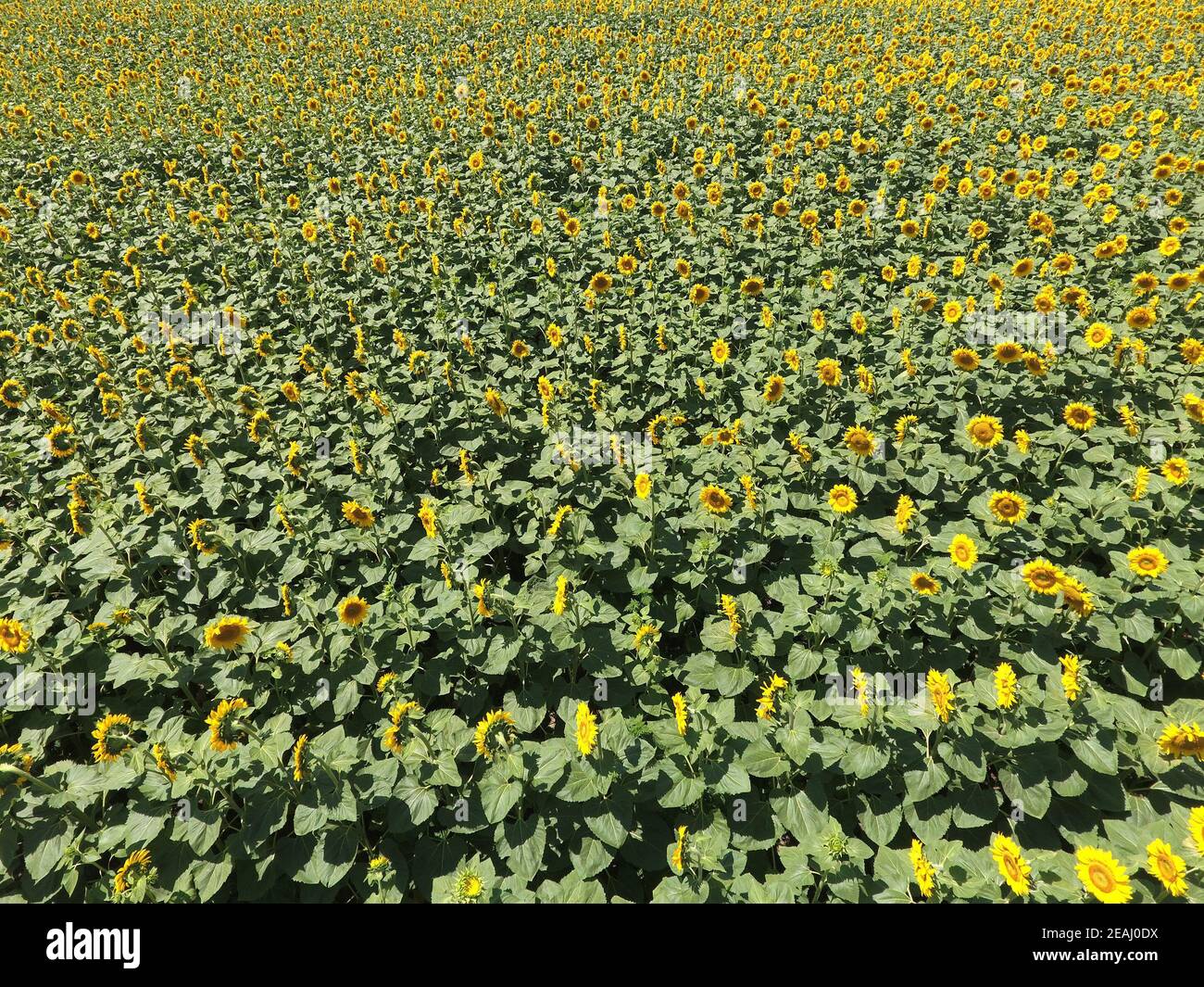 Field of sunflowers. Top view Stock Photo - Alamy