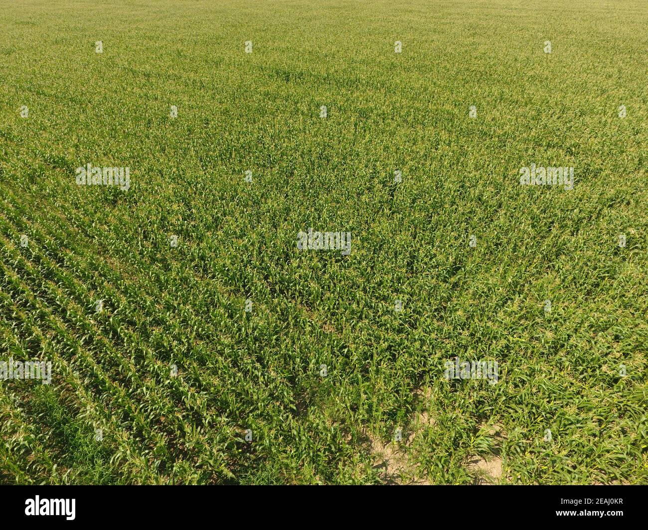 Field of corn. Green corn blooms on the field. Period of growth and ...