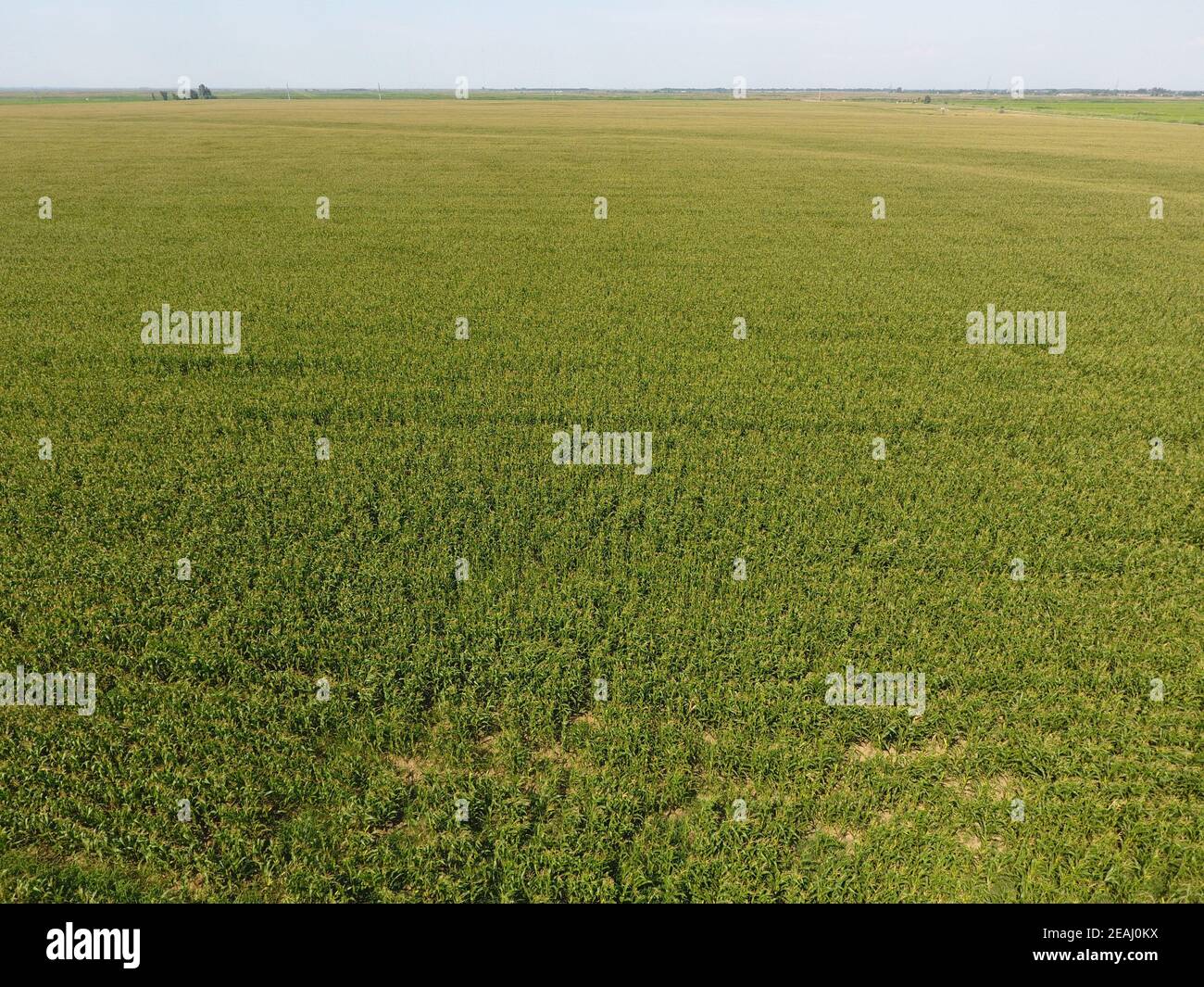 Field of corn. Green corn blooms on the field. Period of growth and ...