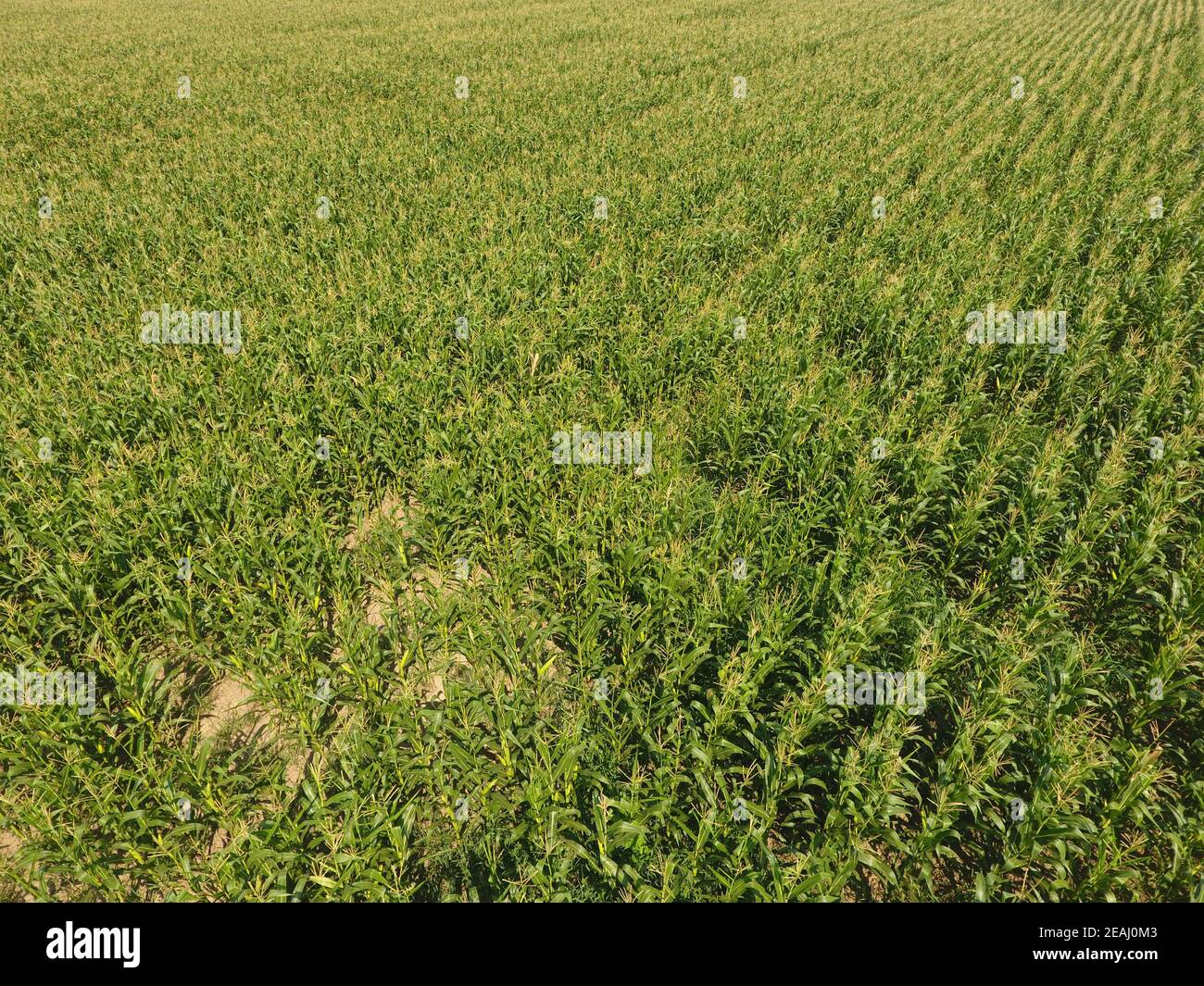 Field of corn. Green corn blooms on the field. Period of growth and ripening of corn cobs Stock ...