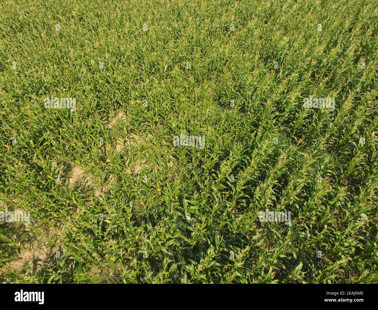 Field of corn. Green corn blooms on the field. Period of growth and ...
