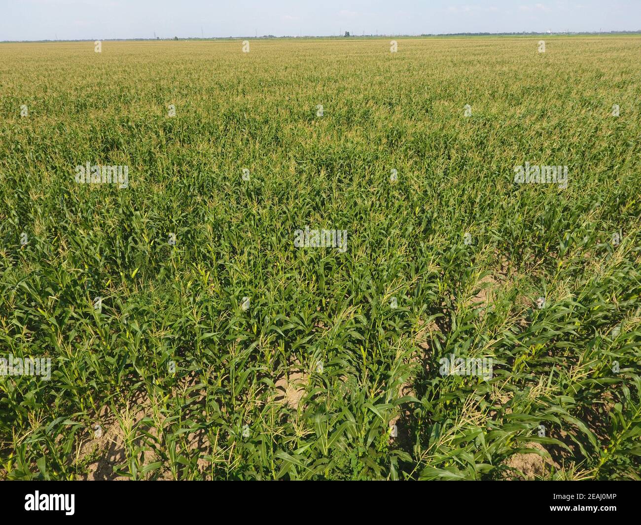 Field of corn. Green corn blooms on the field. Period of growth and ...