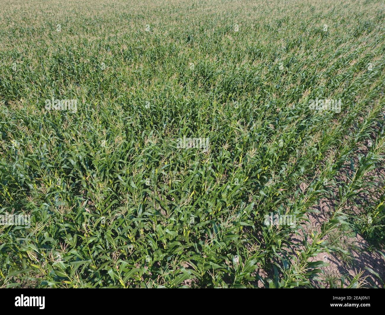 Field of corn. Green corn blooms on the field. Period of growth and ...