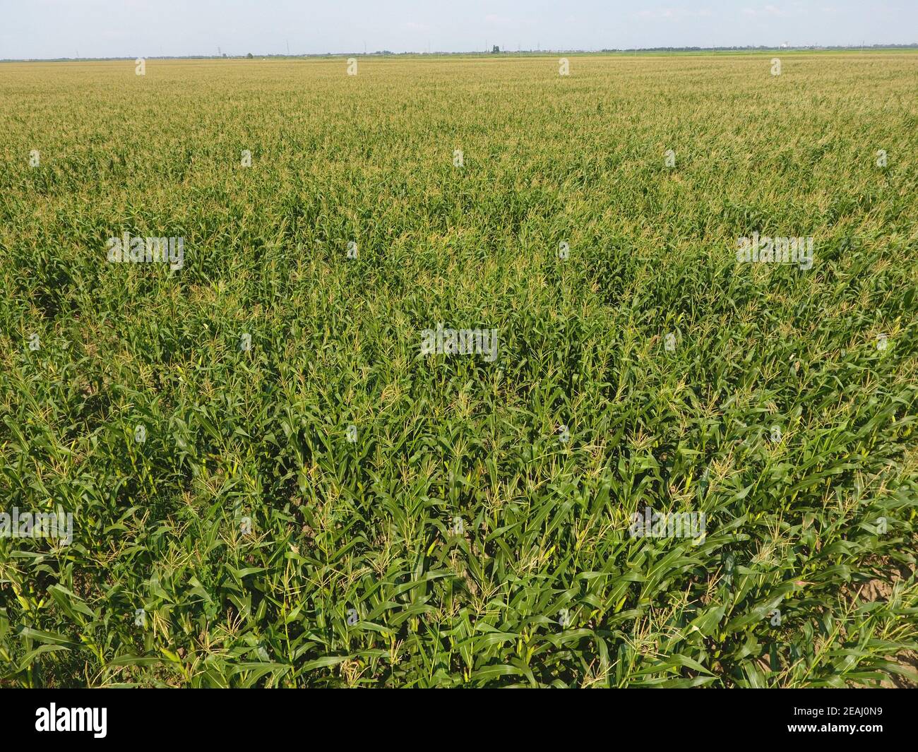 Field of corn. Green corn blooms on the field. Period of growth and ...
