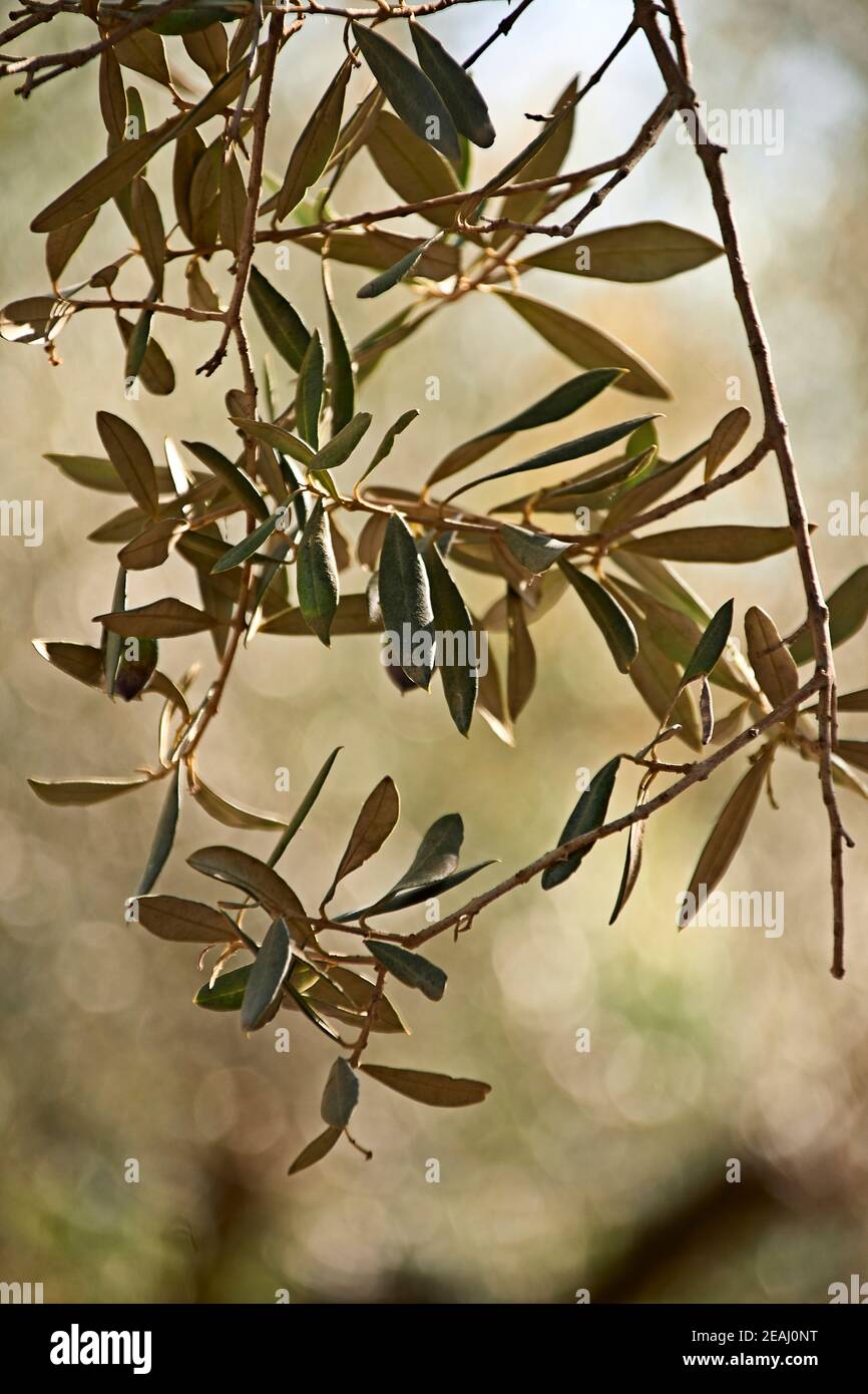 Details of olive branch with leaves Stock Photo - Alamy