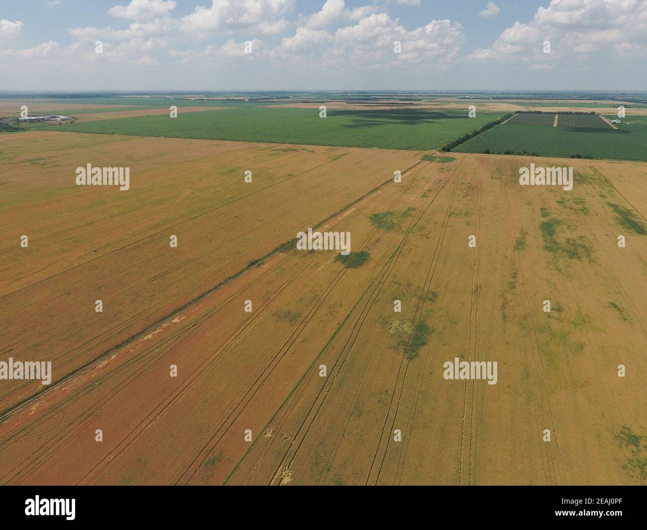 Corn field top view hi-res stock photography and images - Alamy