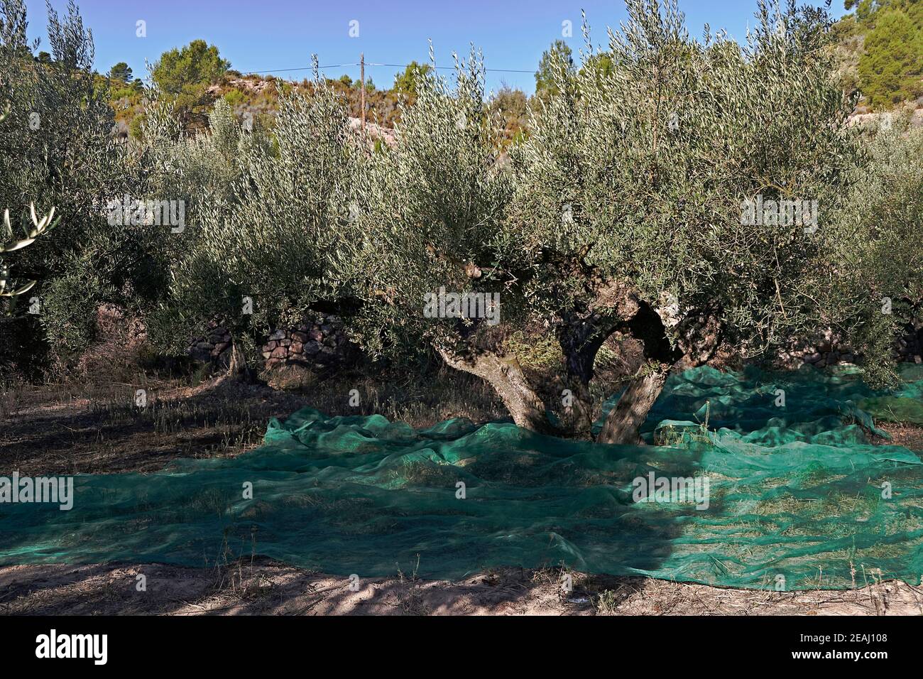 Olive fields prepared for harvest Stock Photo - Alamy
