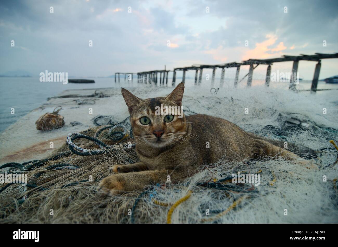 Furry and cute hi-res stock photography and images - Alamy
