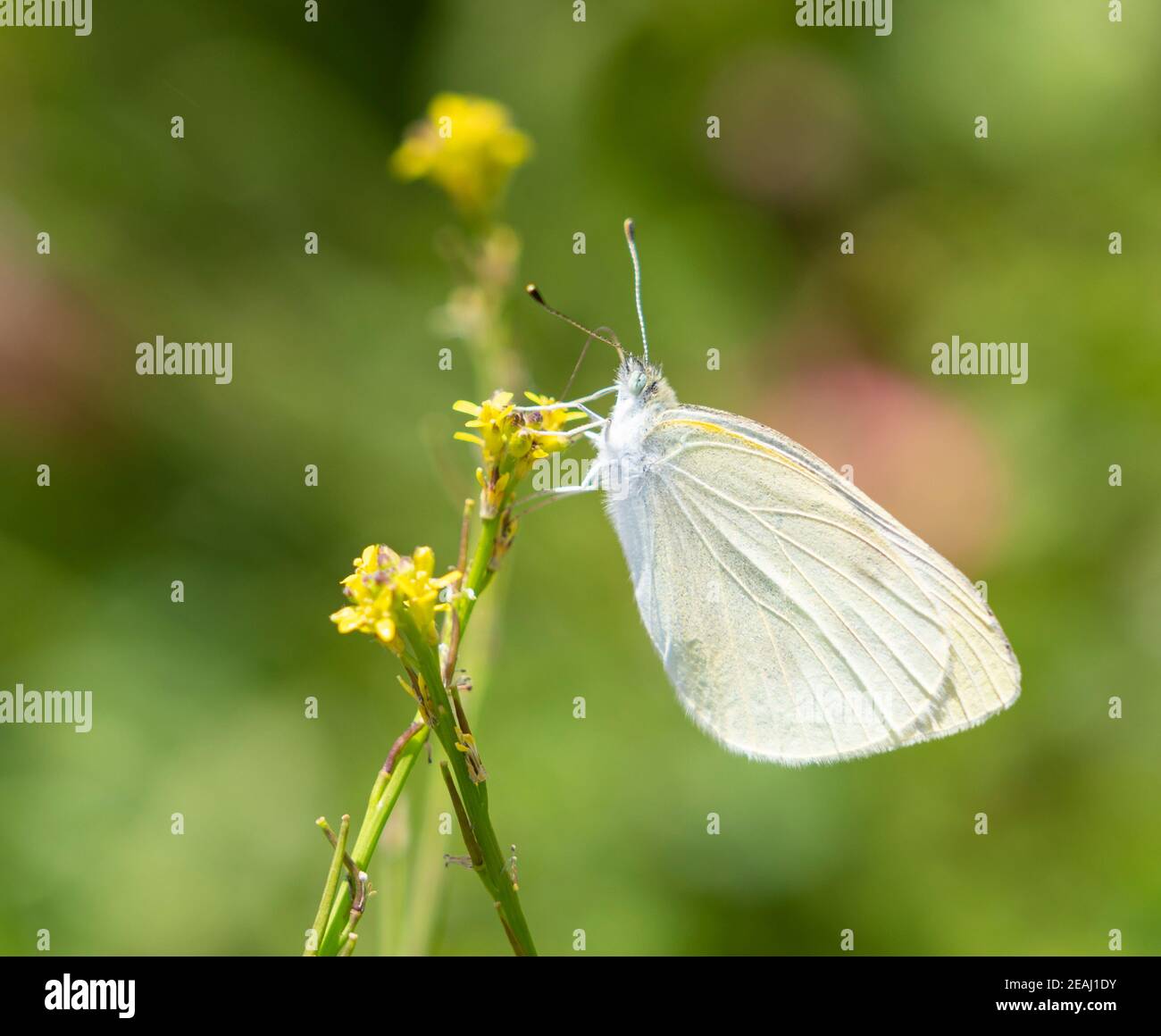 Cabbage white butterfly flying hi-res stock photography and images - Alamy