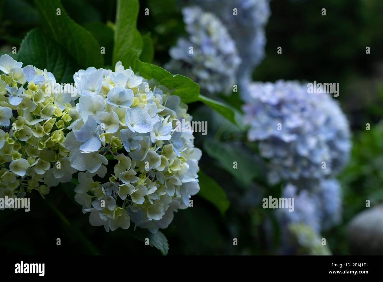 Japanese blue hydrangea close up Stock Photo - Alamy