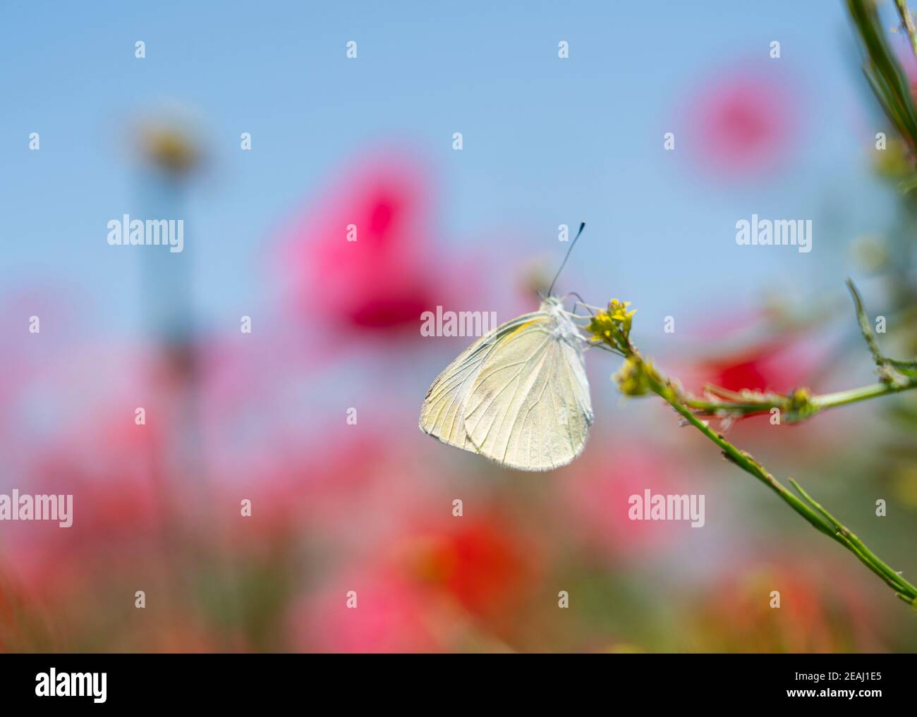 Cabbage white butterfly flying hi-res stock photography and images - Alamy