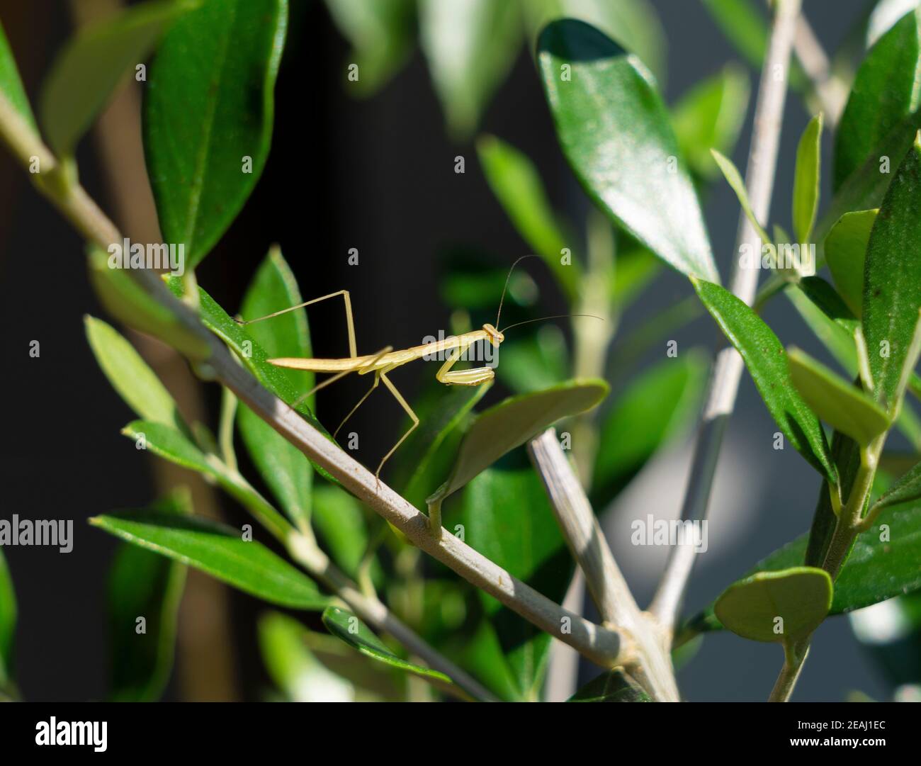 Little mantis hi-res stock photography and images - Alamy