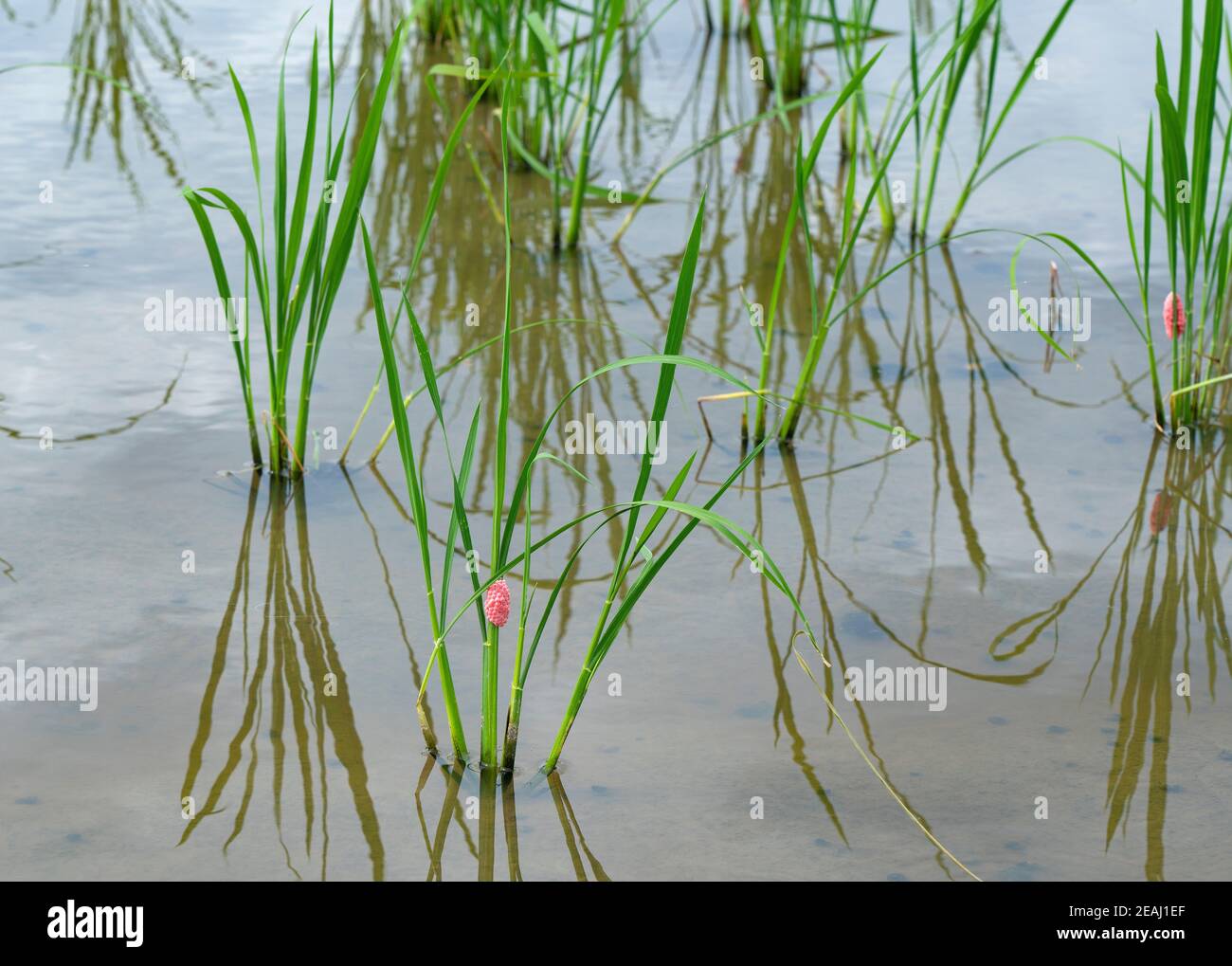 Wallpaper of paddy field hi-res stock photography and images - Alamy