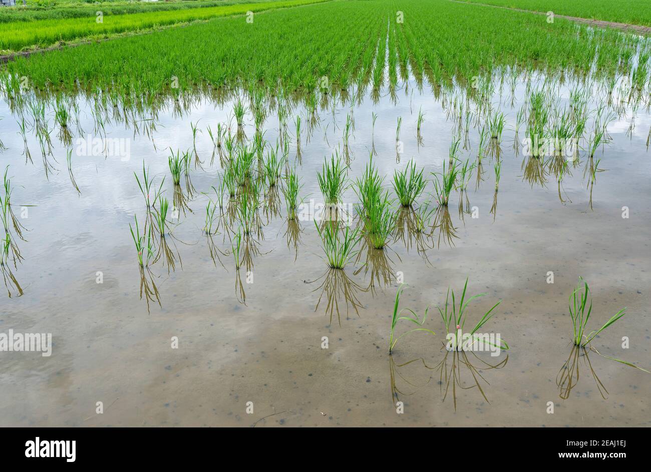 A paddy field damaged by apple snails Stock Photo - Alamy