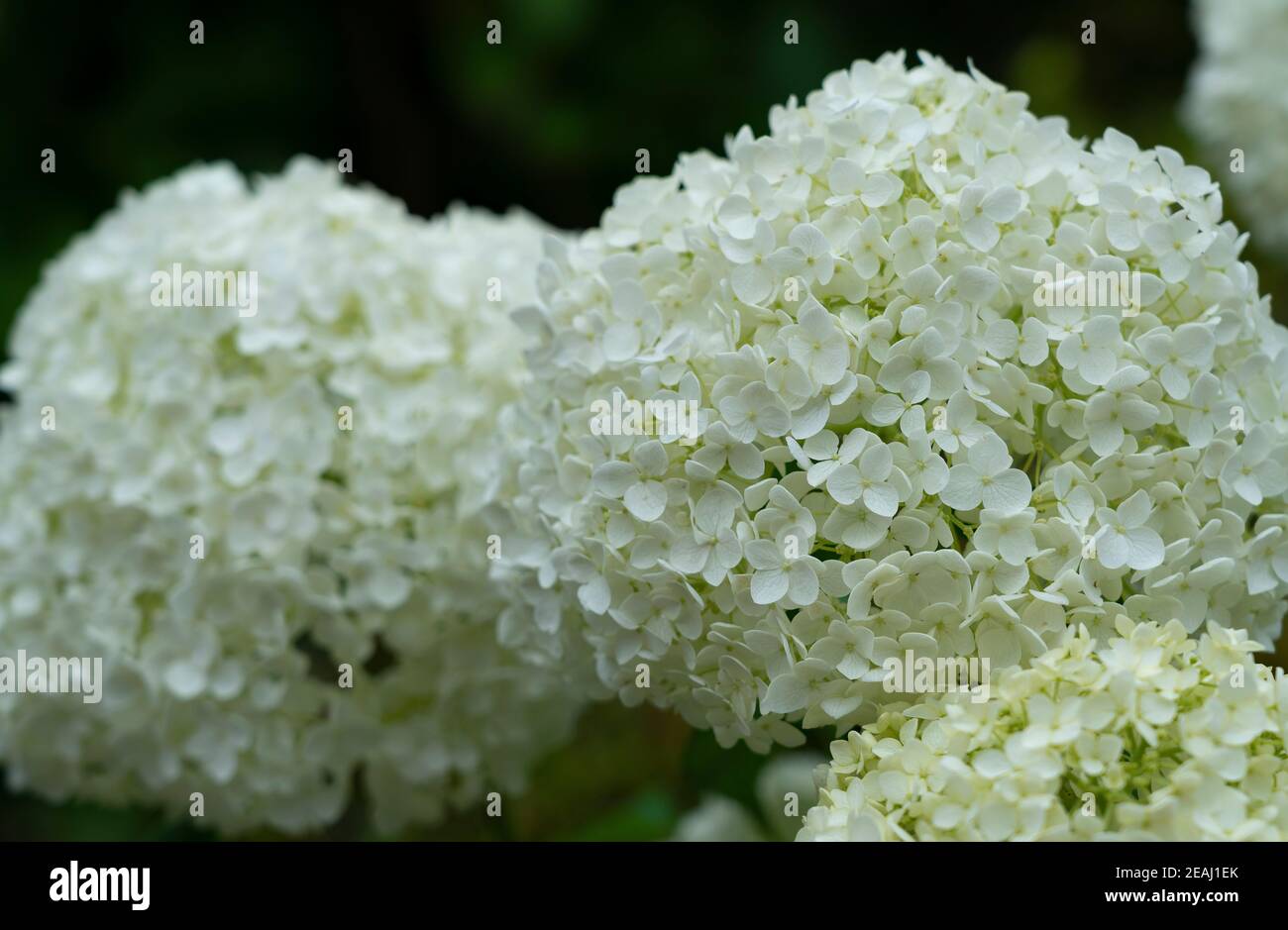 Japanese hydrangea macrophylla hi-res stock photography and images - Alamy
