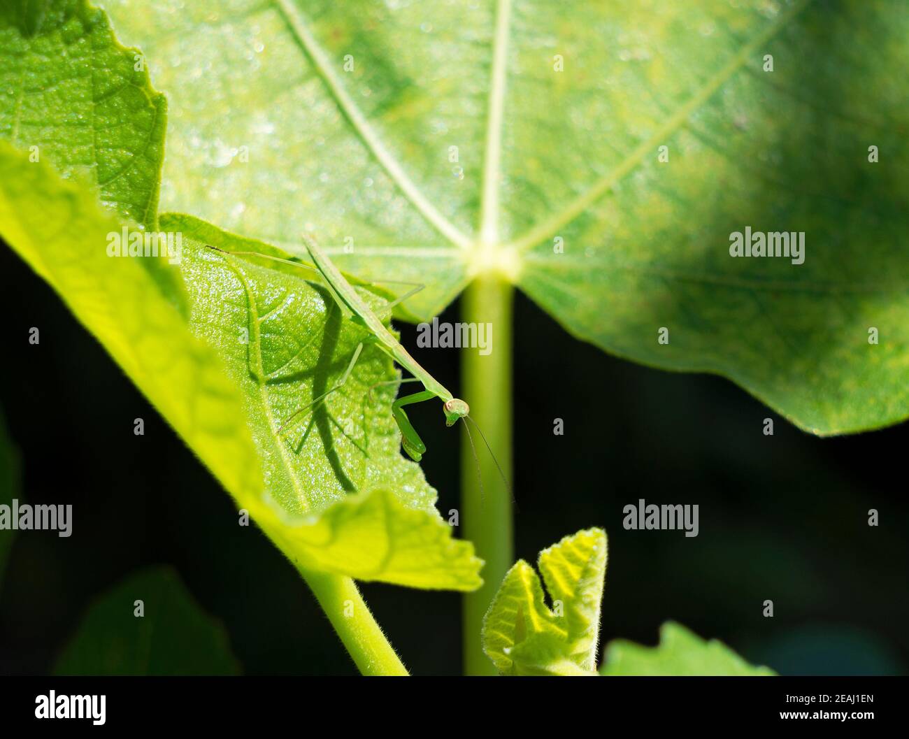 Baby praying mantis hi-res stock photography and images - Alamy
