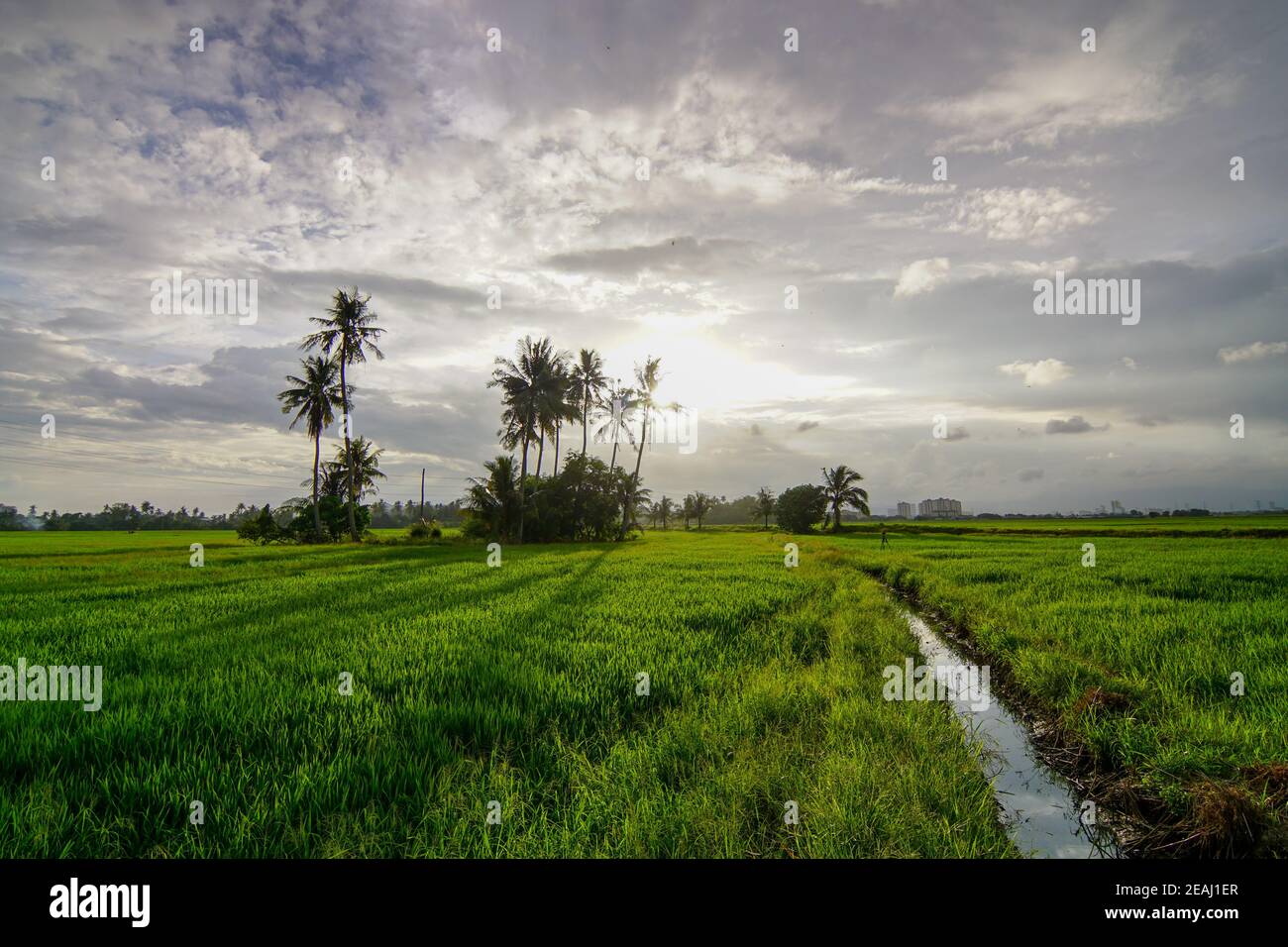 Amazing sky at paddy field Stock Photo - Alamy