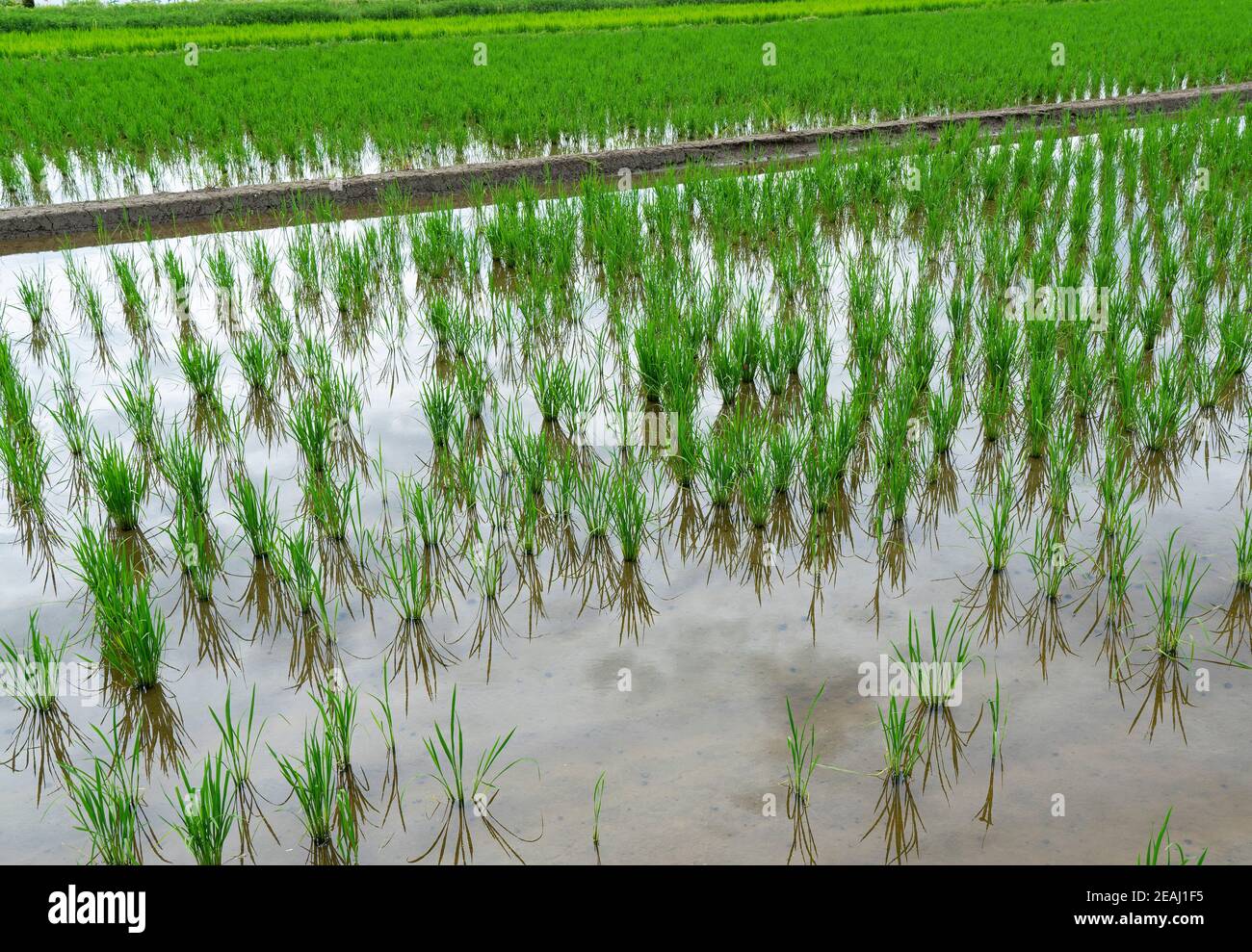 A paddy field damaged by apple snails Stock Photo - Alamy