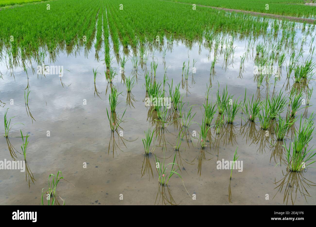 A paddy field damaged by apple snails Stock Photo - Alamy