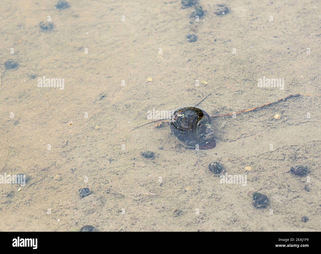 Wallpaper of paddy field hi-res stock photography and images - Alamy