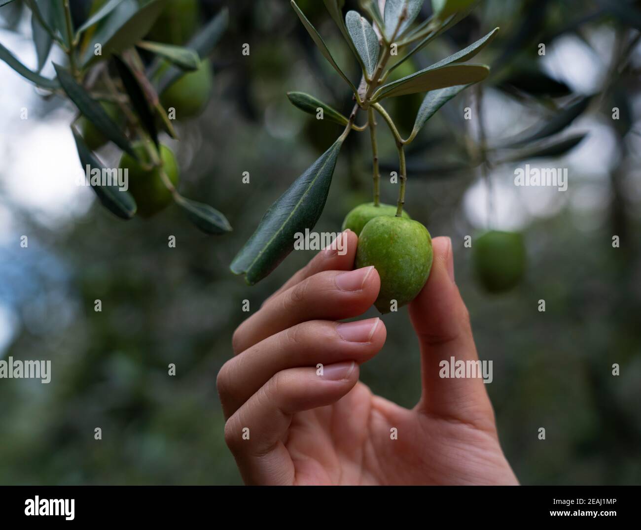 A woman's hand picking olives Stock Photo - Alamy
