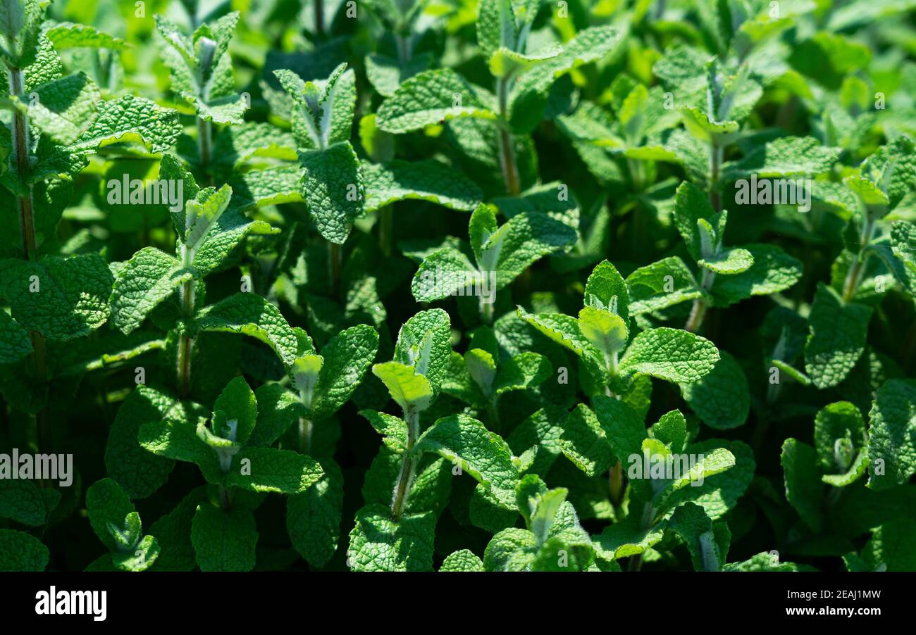 Peppermint texture hi-res stock photography and images - Alamy