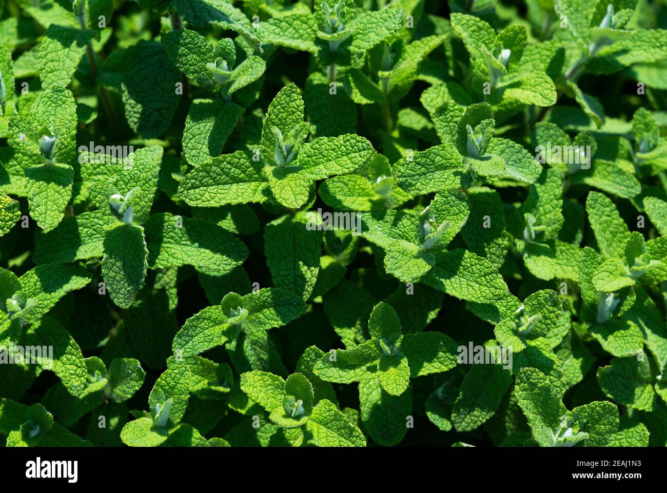 Mint for the entire screen. Background or texture Stock Photo - Alamy