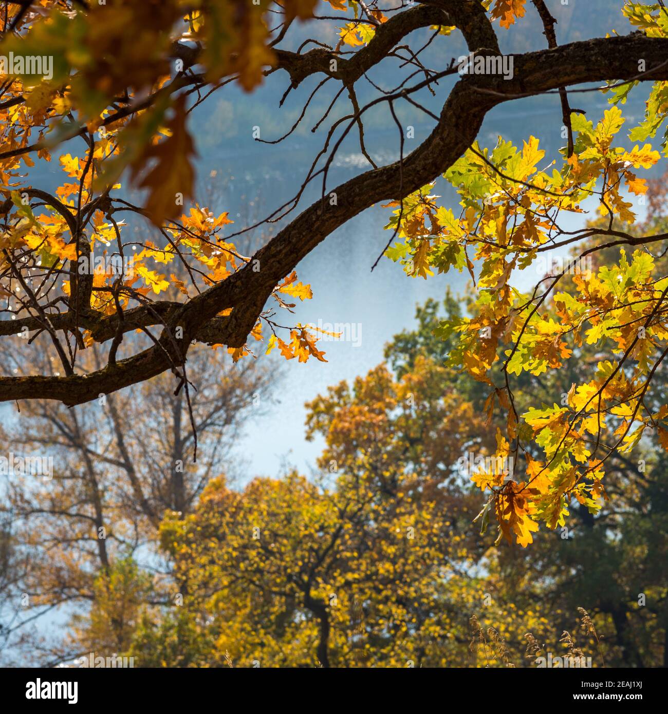 Oak branches and leaves hi-res stock photography and images - Alamy