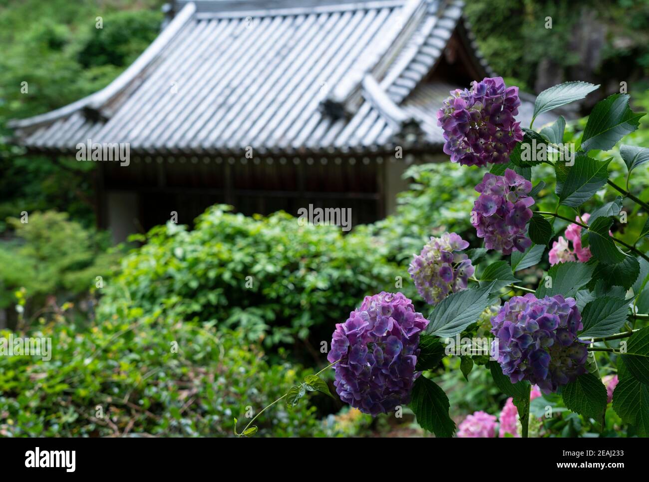 Hydrangeas and temples in Japan Stock Photo - Alamy