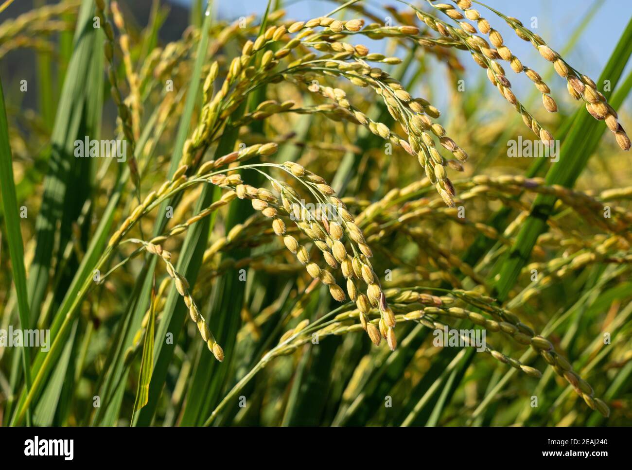 Ears of rice hi-res stock photography and images - Alamy