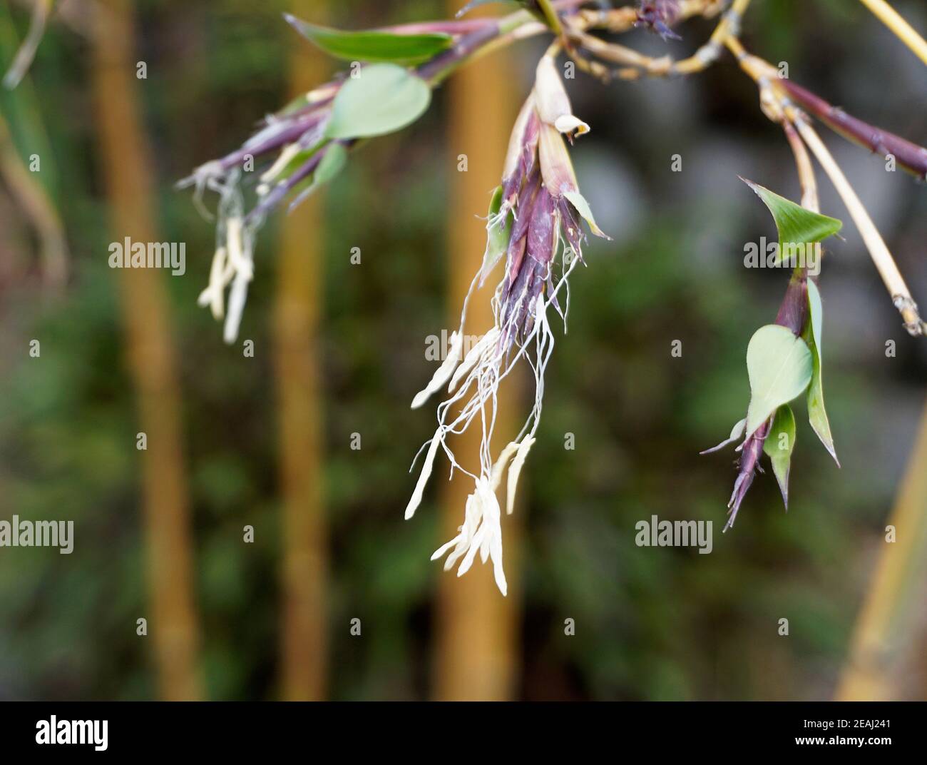 Close up of a rare bamboo flower Stock Photo - Alamy
