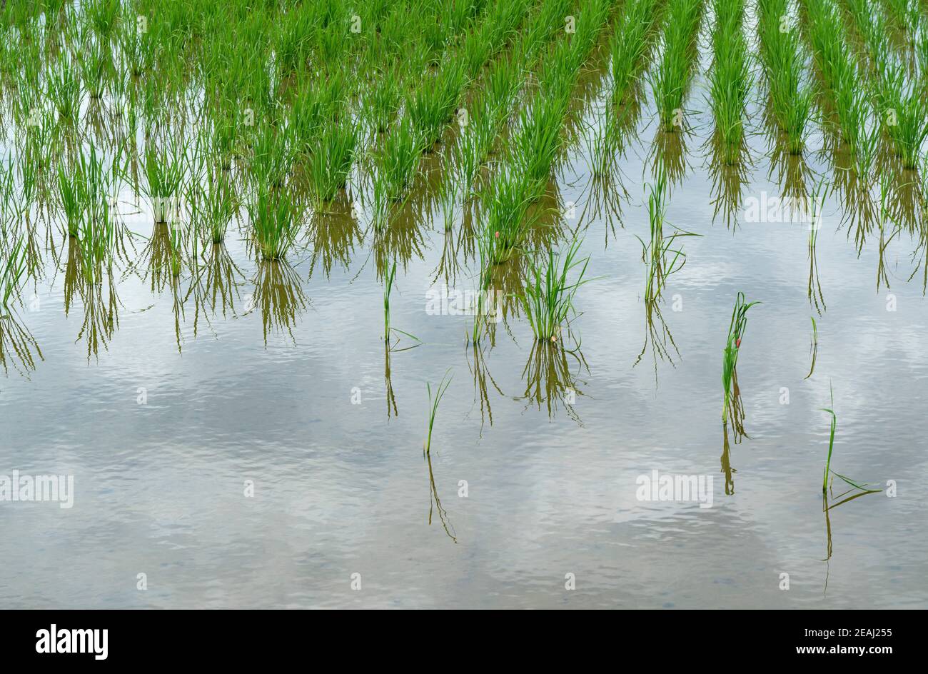 A paddy field damaged by apple snails Stock Photo - Alamy