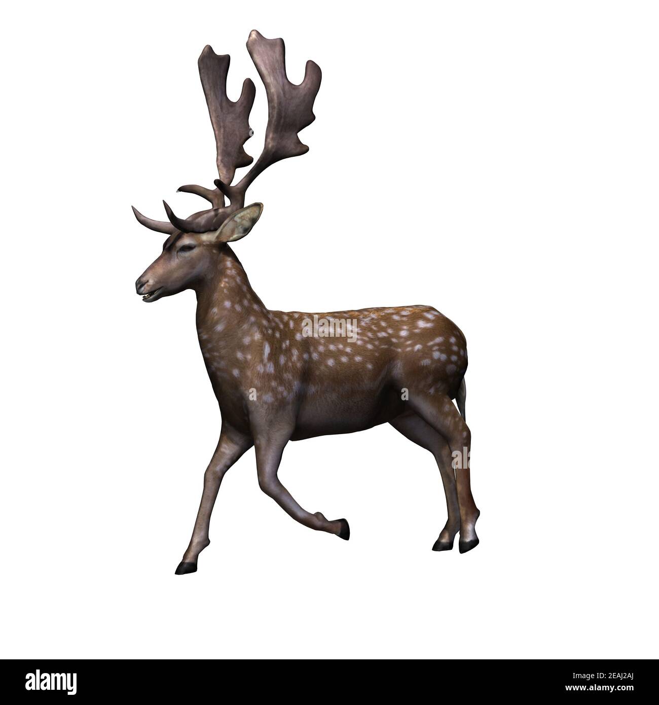 Wild animals - fallow deer is walking in view from the left side ...