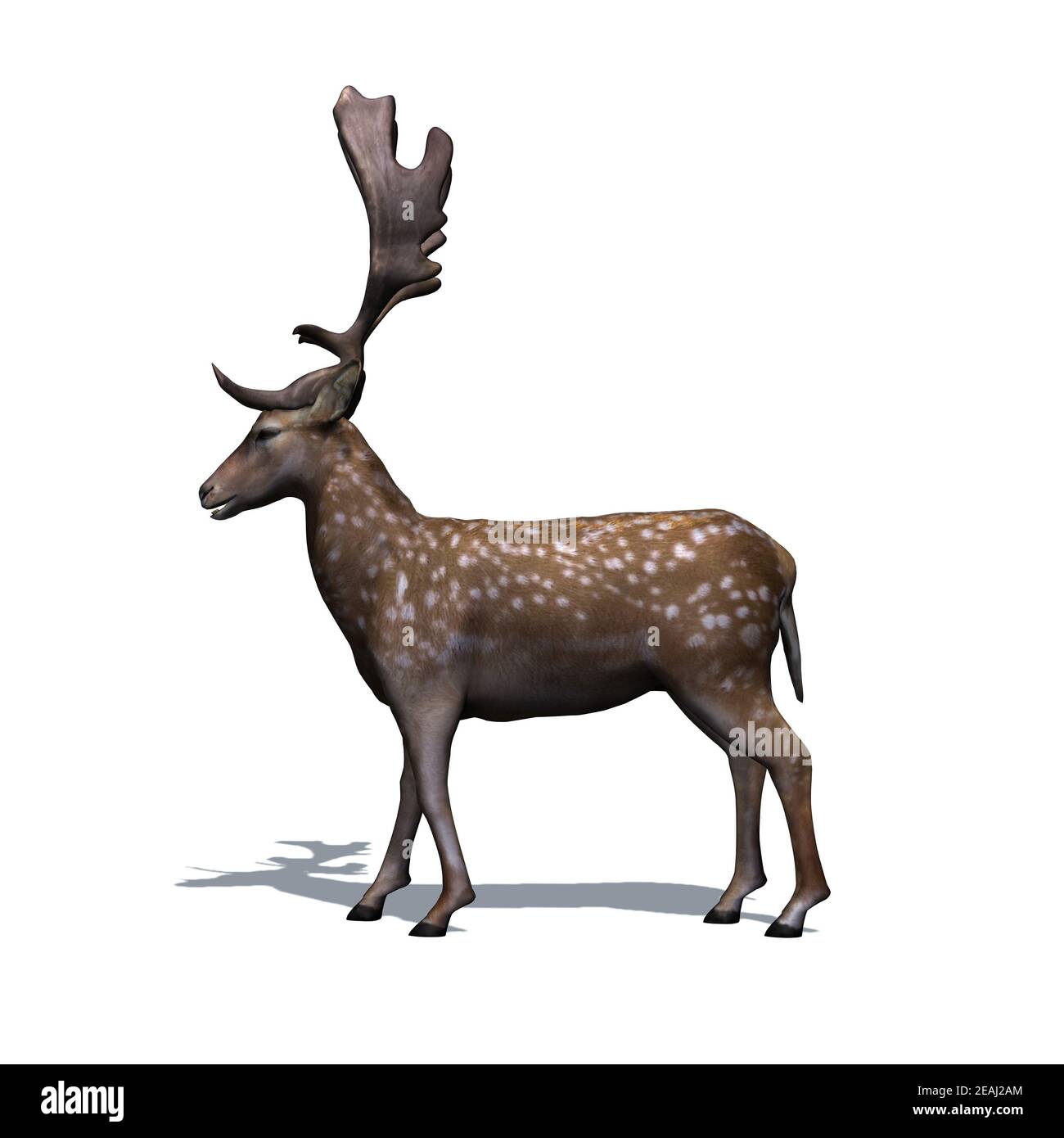 Wild animals - fallow deer in view from the side with shadow on the ...