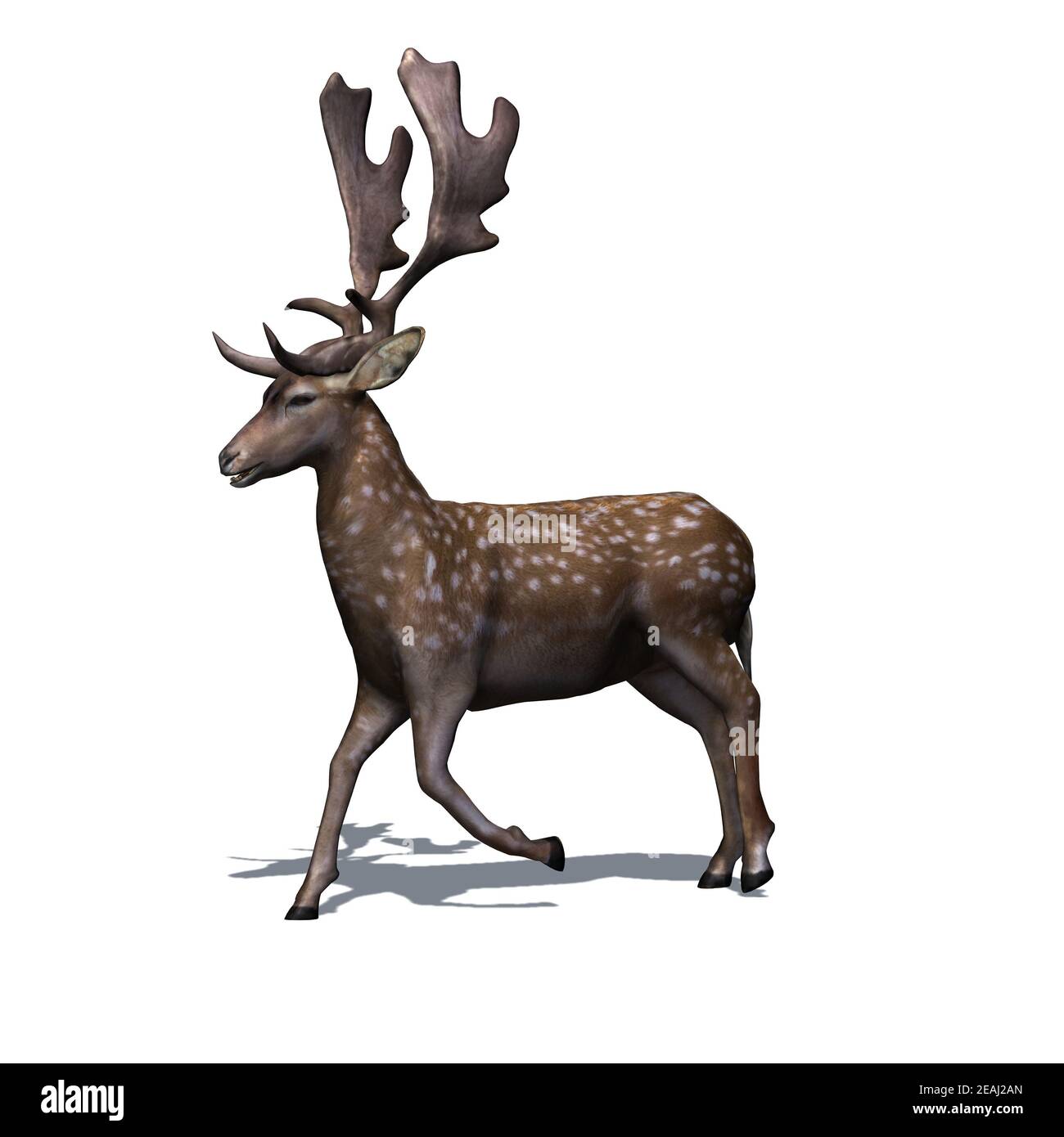 Wild animals - fallow deer is walking in view from the left side with ...