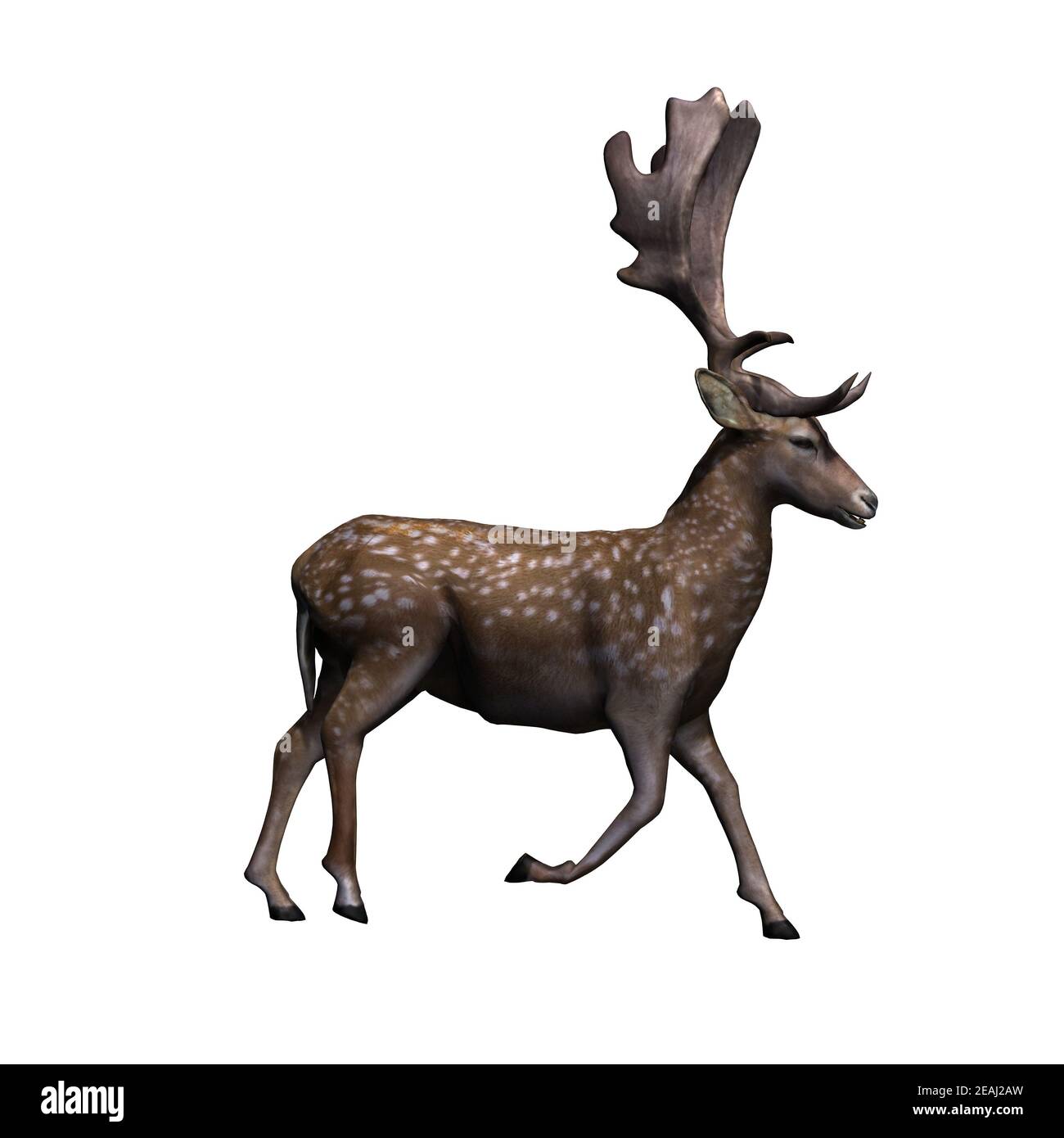 Wild animals - fallow deer is walking in view from the right side ...