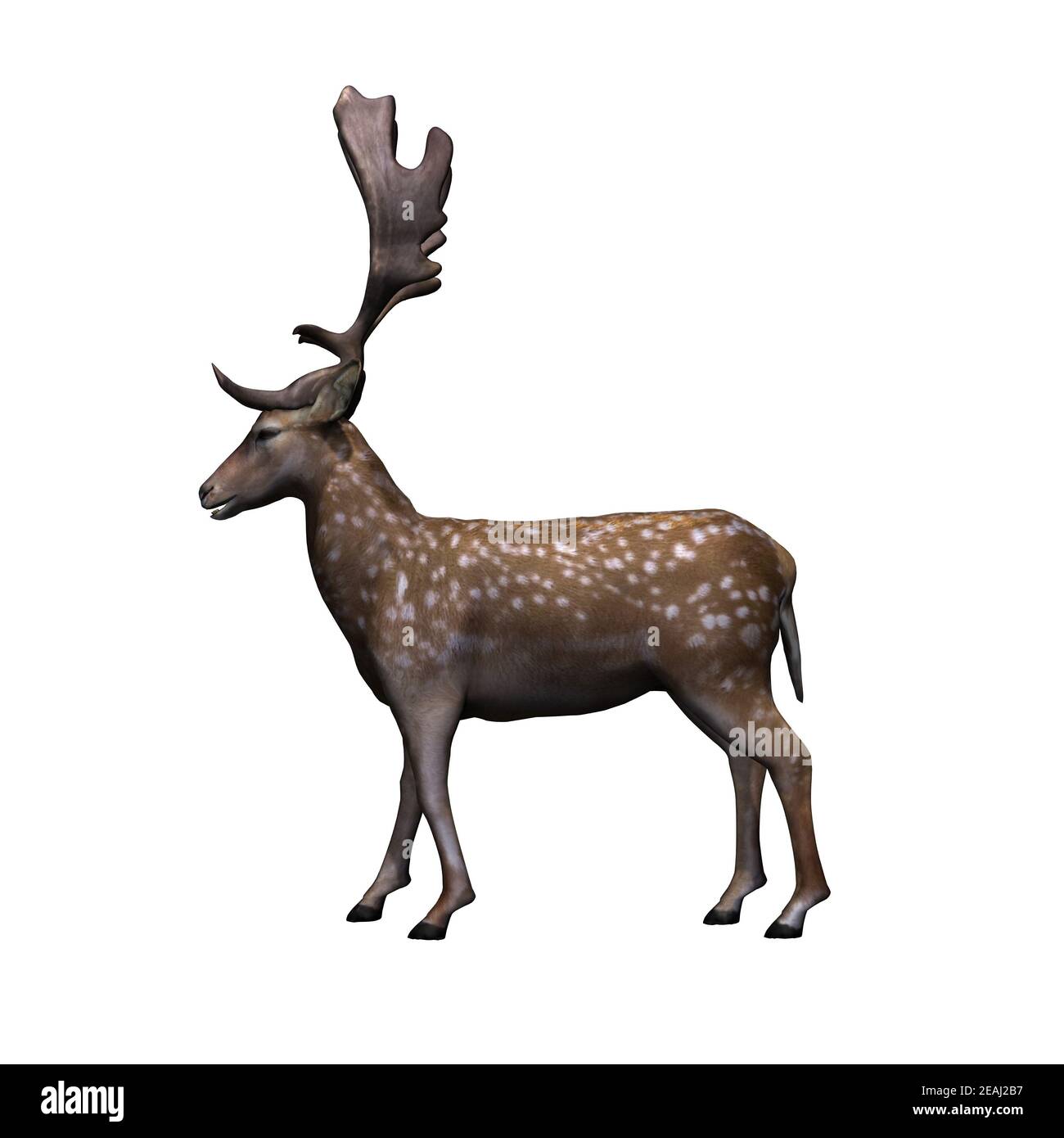 Wild animals - fallow deer in view from the side - isolated on white ...