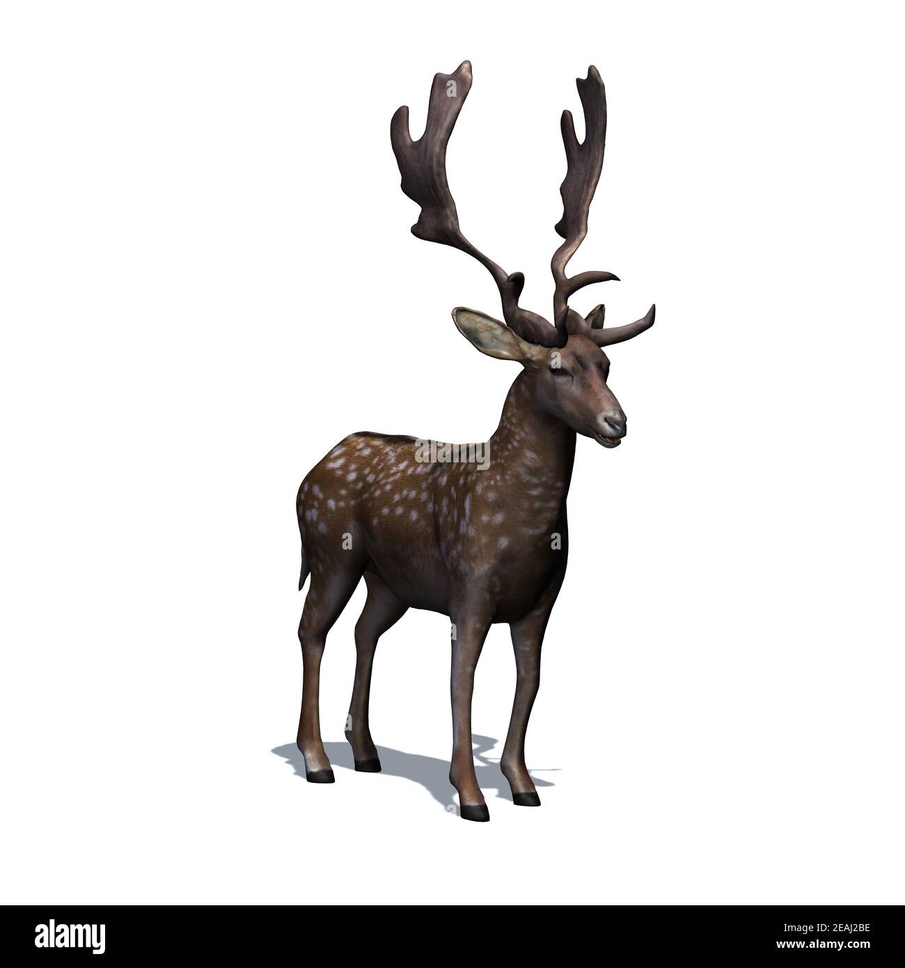 Wild animals - fallow deer in view from the front with shadow on the ...