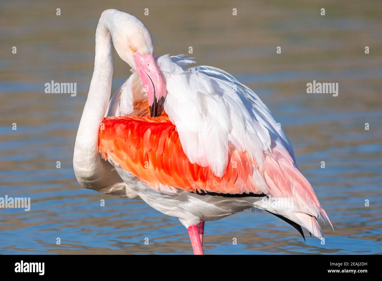 Portrait of a flamingo in a Camargue marsh., animal in the nature ...