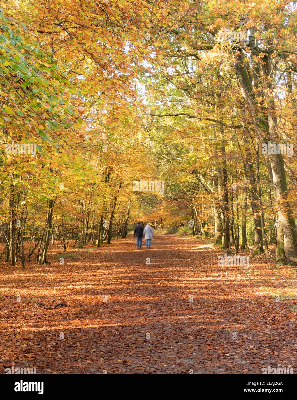 English beeches hi-res stock photography and images - Alamy