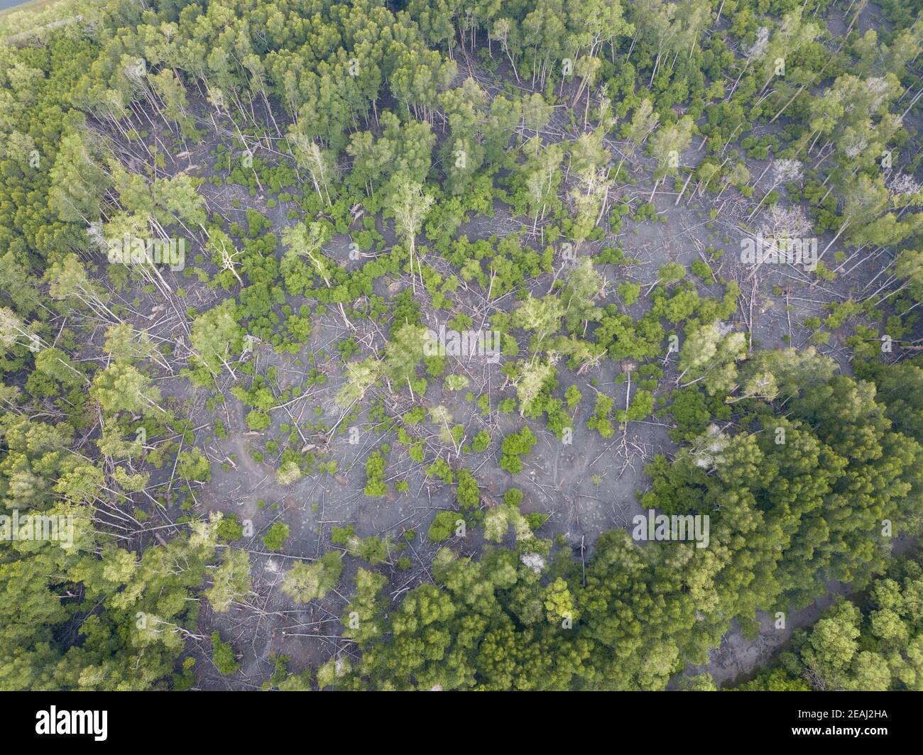 Aerial view mangrove trees fall down Stock Photo - Alamy