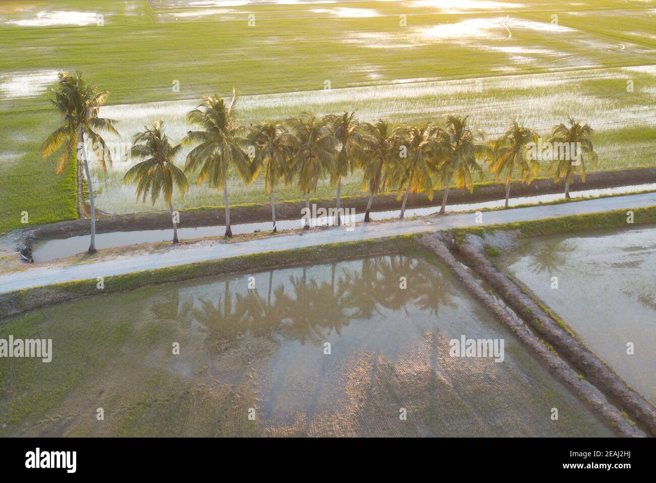 Aerial view coconut trees in evening light Stock Photo - Alamy