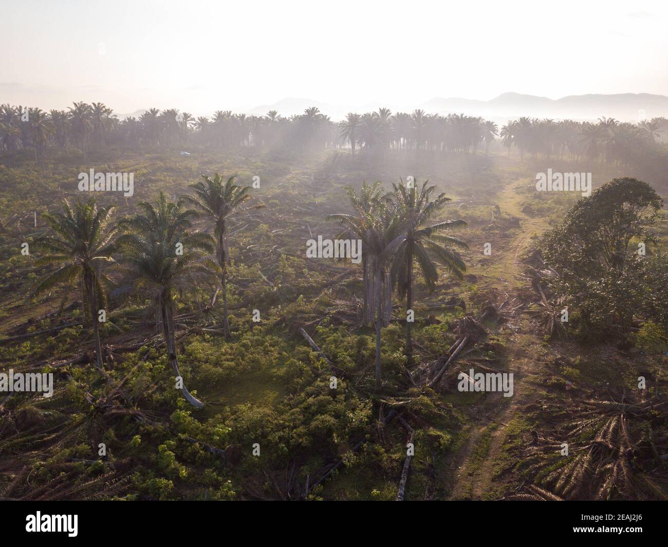Land clear oil palm plantation hi-res stock photography and images - Alamy