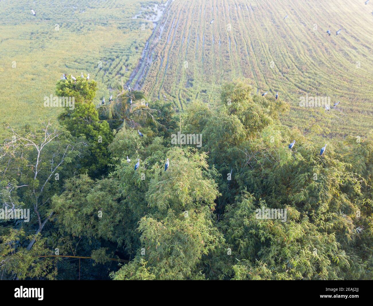 Aerial view Asian openbill bird Stock Photo - Alamy