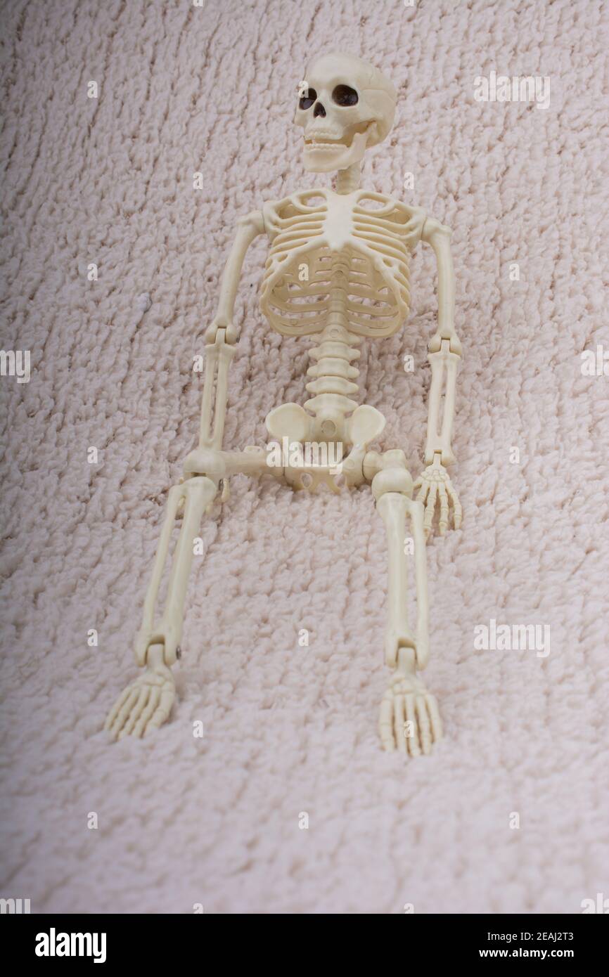 Human skeleton model for medical anatomy science Medical clinic concept ...