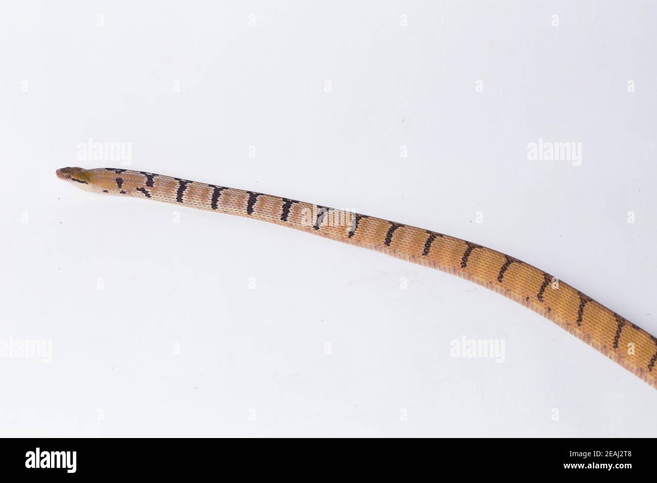 Boiga cynodon, commonly known as the dog-toothed cat snake isolated on ...