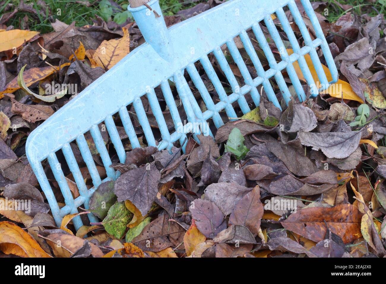 picking fallen leaves with rake Stock Photo - Alamy